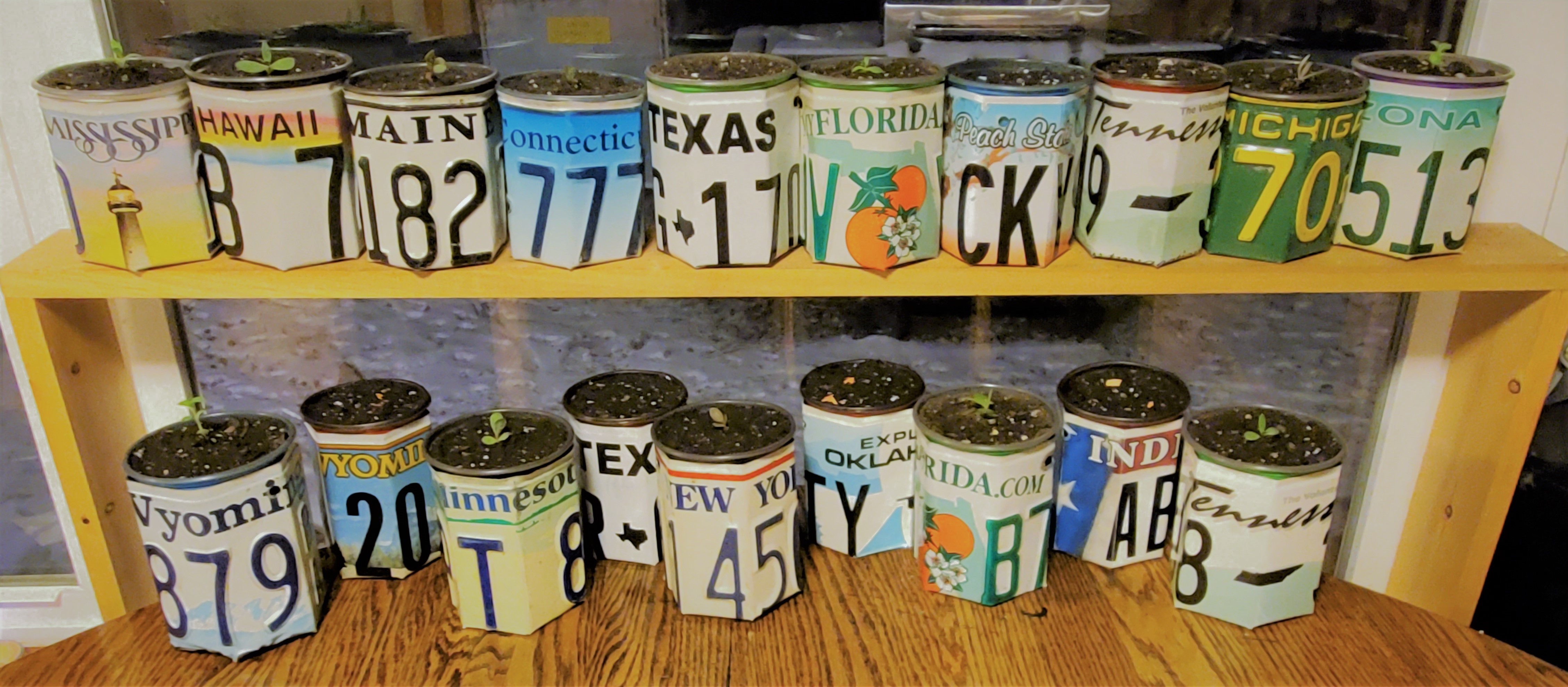 Small License Plate Planters – The Mad Plater
